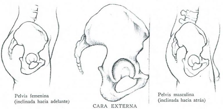 Cómo dibujar la pelvis - Ilustradora Freelance de Madrid | Estefanía ...